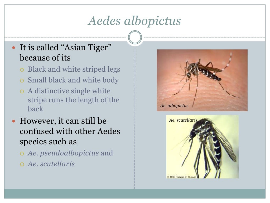 Aedes albopictus