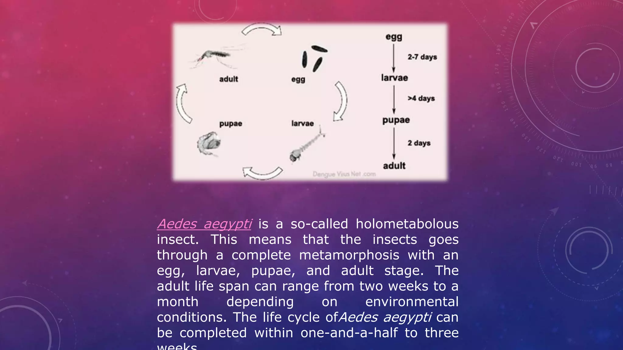 Aedes life cycle | PPTX
