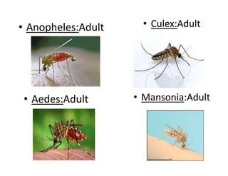 Anopheles And Aedes