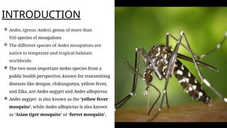Aedes mosquito for insect vector and disease ppt | PPT