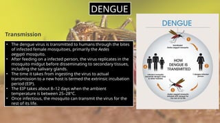 Aedes mosquito for insect vector and disease ppt | PPTX