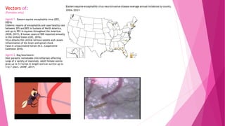 Aedes sollicitans | PPT