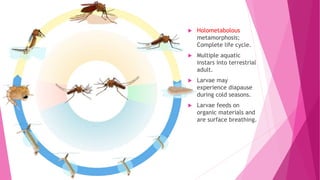 Aedes sollicitans | PPT