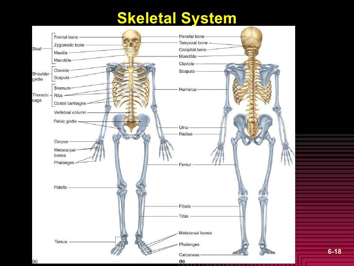 Aehlert emt 2e_ppt_ch06