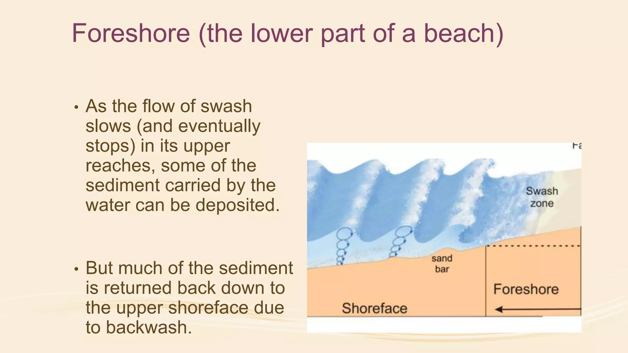 costal structure | PPTX
