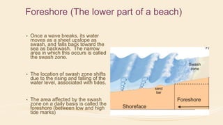 costal structure | PPTX