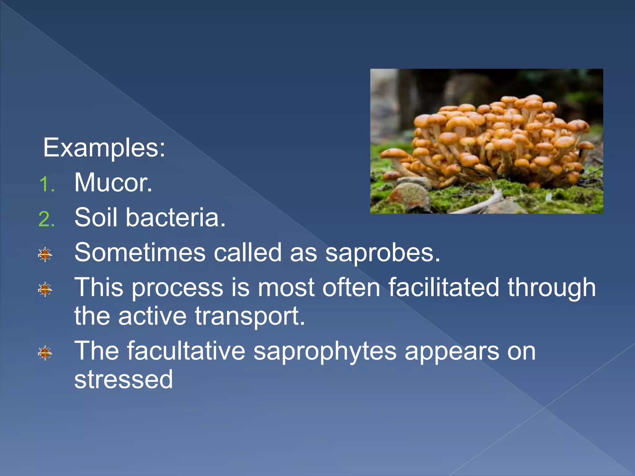 saprotophs,necrotrops and sewage fungus complex | PPTX