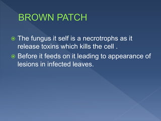 saprotophs,necrotrops and sewage fungus complex | PPTX