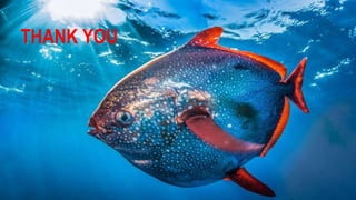 EXPONENTIAL DACAY MODEL & MORTALITY CONCEPT IN FISH STOCK ASSESSMENT | PPTX