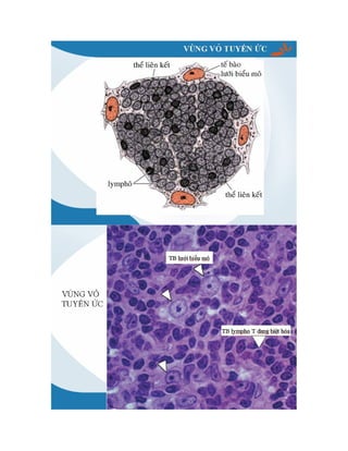 Hệ bạch huyết và miễn dịch | PDF