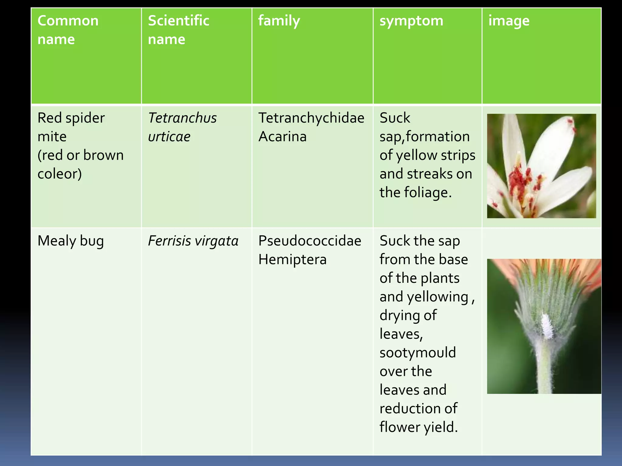 pests of tuberose Neelakannan DBCA | PPTX