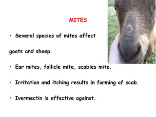 PESTS OF DOMESTIC ANIMALS | PPTX