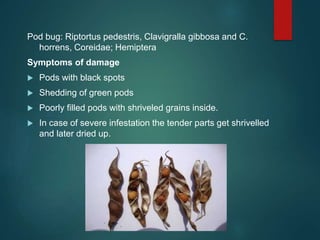 PEST OF PULSES | PPT