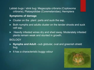 PEST OF PULSES | PPT