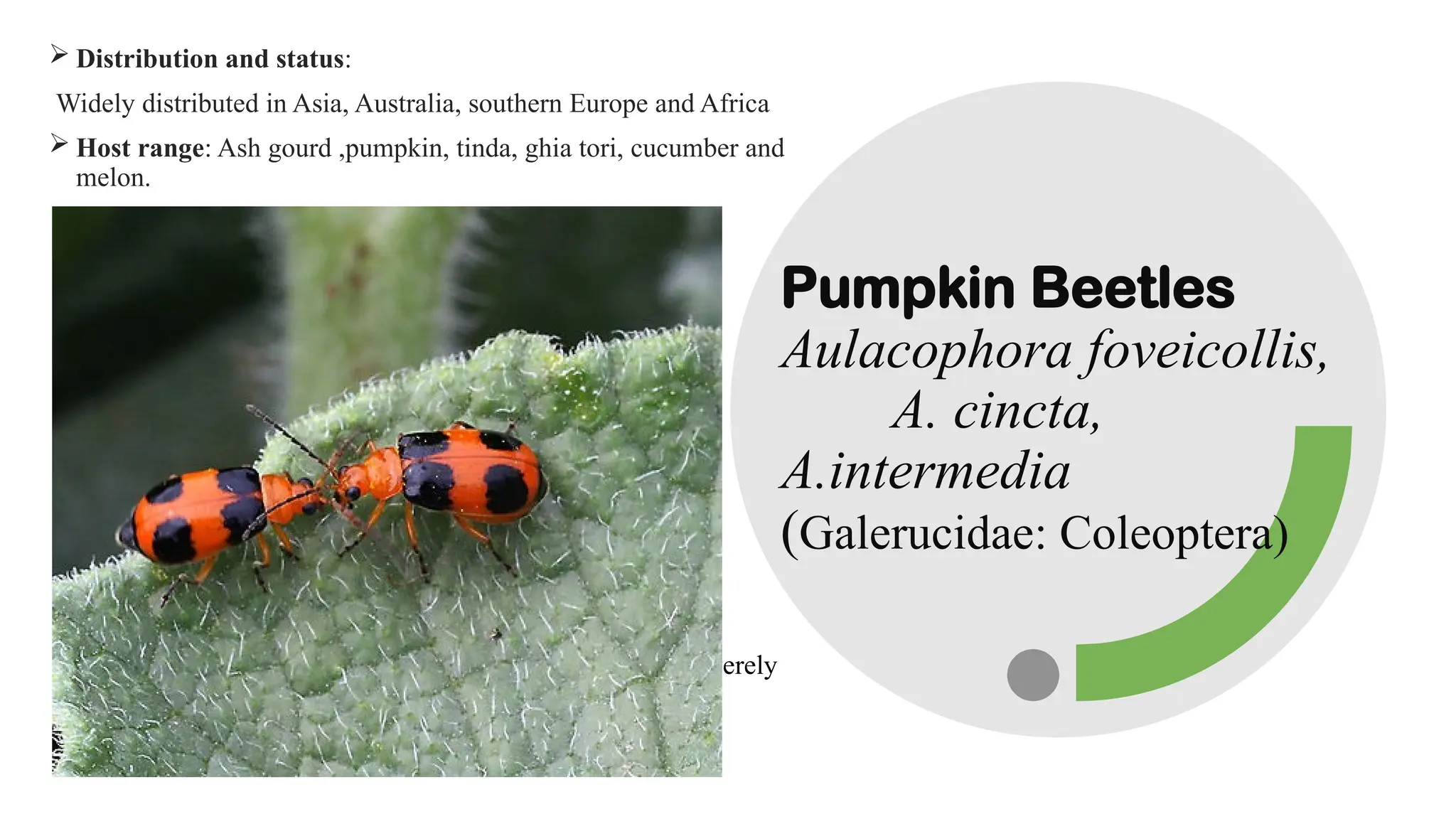 Pests of Amaranthus and Cucurbits: Identification, Impact, and ...