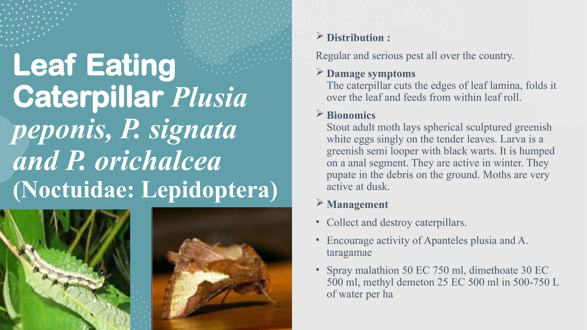 Pests of Amaranthus and Cucurbits: Identification, Impact, and ...