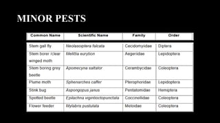 Pests of Amaranthus and Cucurbits: Identification, Impact, and ...