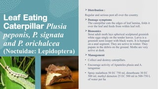 Pests of Amaranthus and Cucurbits: Identification, Impact, and ...