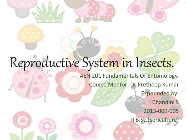 Reproductive System in Insects | PPTX