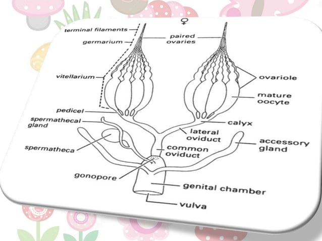 Reproductive System in Insects | PPTX
