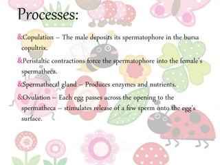 Reproductive System in Insects | PPTX