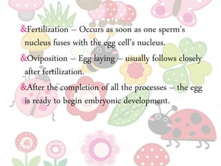 Reproductive System in Insects | PPTX