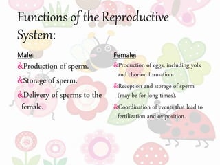 Reproductive System in Insects | PPTX
