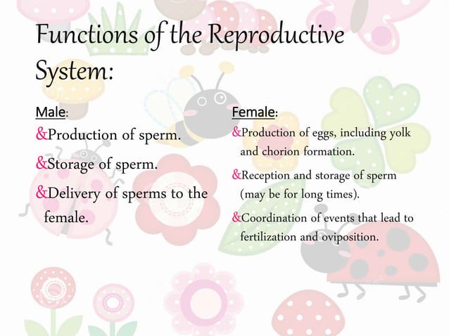 Reproductive System in Insects | PPTX