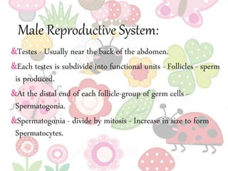 Reproductive System in Insects | PPTX