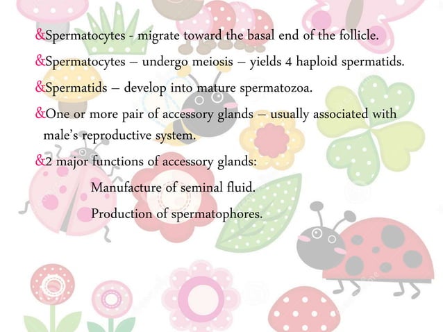 Reproductive System in Insects | PPTX