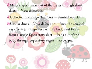 Reproductive System in Insects | PPTX