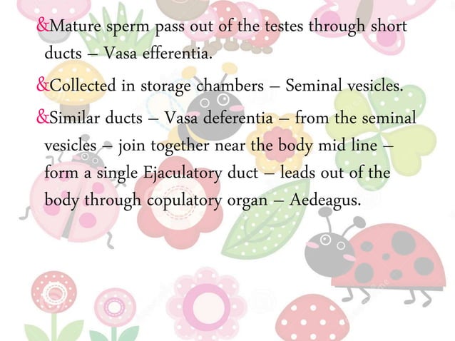 Reproductive System in Insects | PPTX