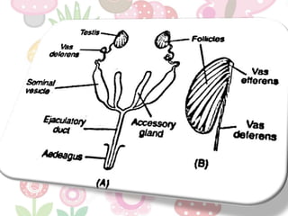 Reproductive System in Insects | PPTX