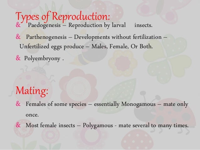 Reproductive System In Insects 