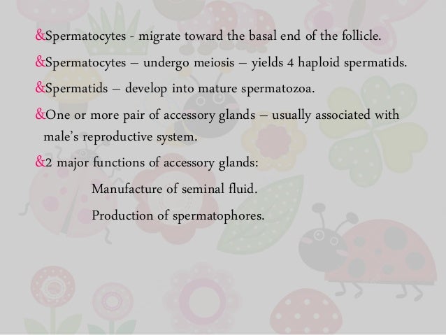 Reproductive System In Insects