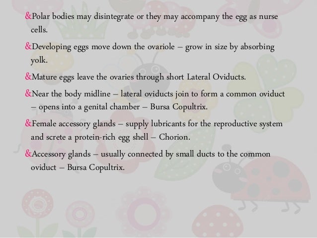 Reproductive System In Insects