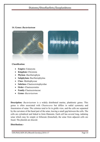 Diatoms - Diaonoflagellets | PDF