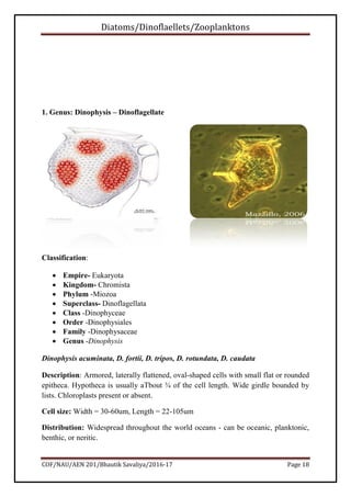 Diatoms - Diaonoflagellets | PDF