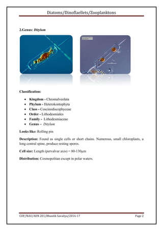 Diatoms - Diaonoflagellets | PDF