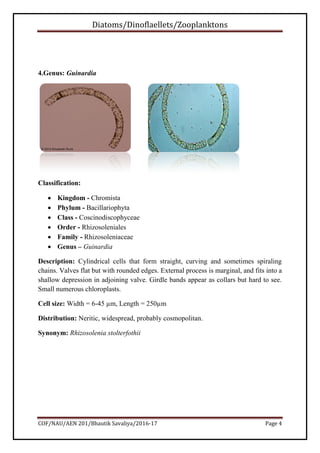 Diatoms - Diaonoflagellets | PDF