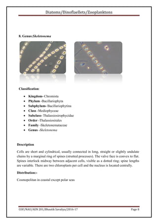 Diatoms - Diaonoflagellets | PDF