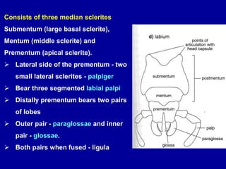 AEN 201 Ex. No. 4- MOUTHPART.pptx
