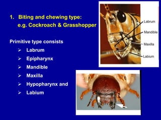 AEN 201 Ex. No. 4- MOUTHPART.pptx