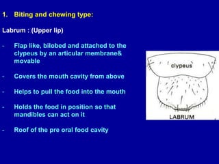 AEN 201 Ex. No. 4- MOUTHPART.pptx