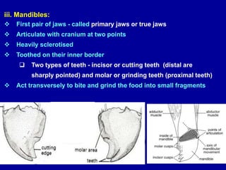 AEN 201 Ex. No. 4- MOUTHPART.pptx