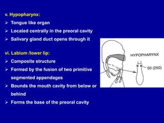 AEN 201 Ex. No. 4- MOUTHPART.pptx