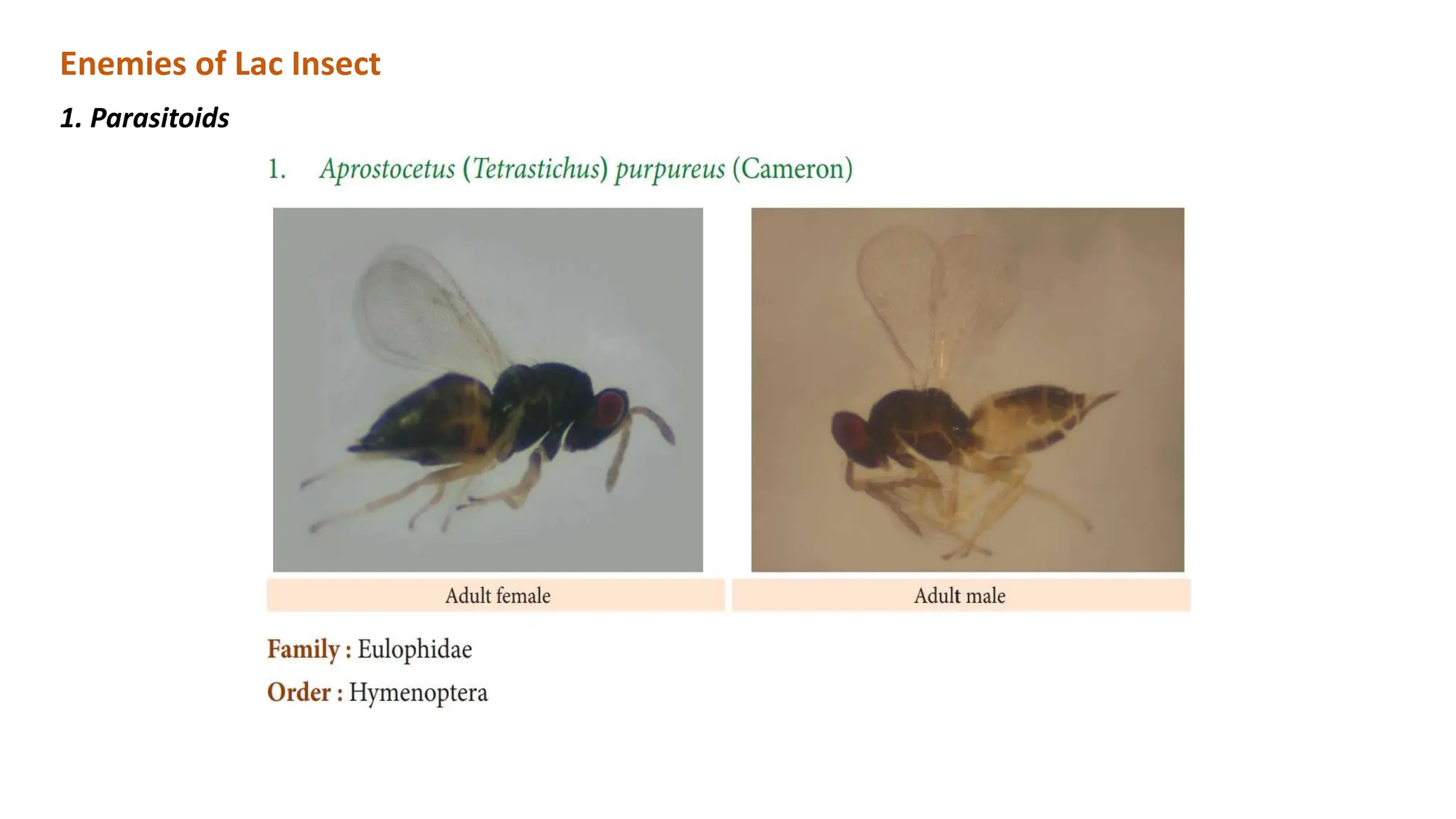 AEN 202 - LAC CULTURE.pptx