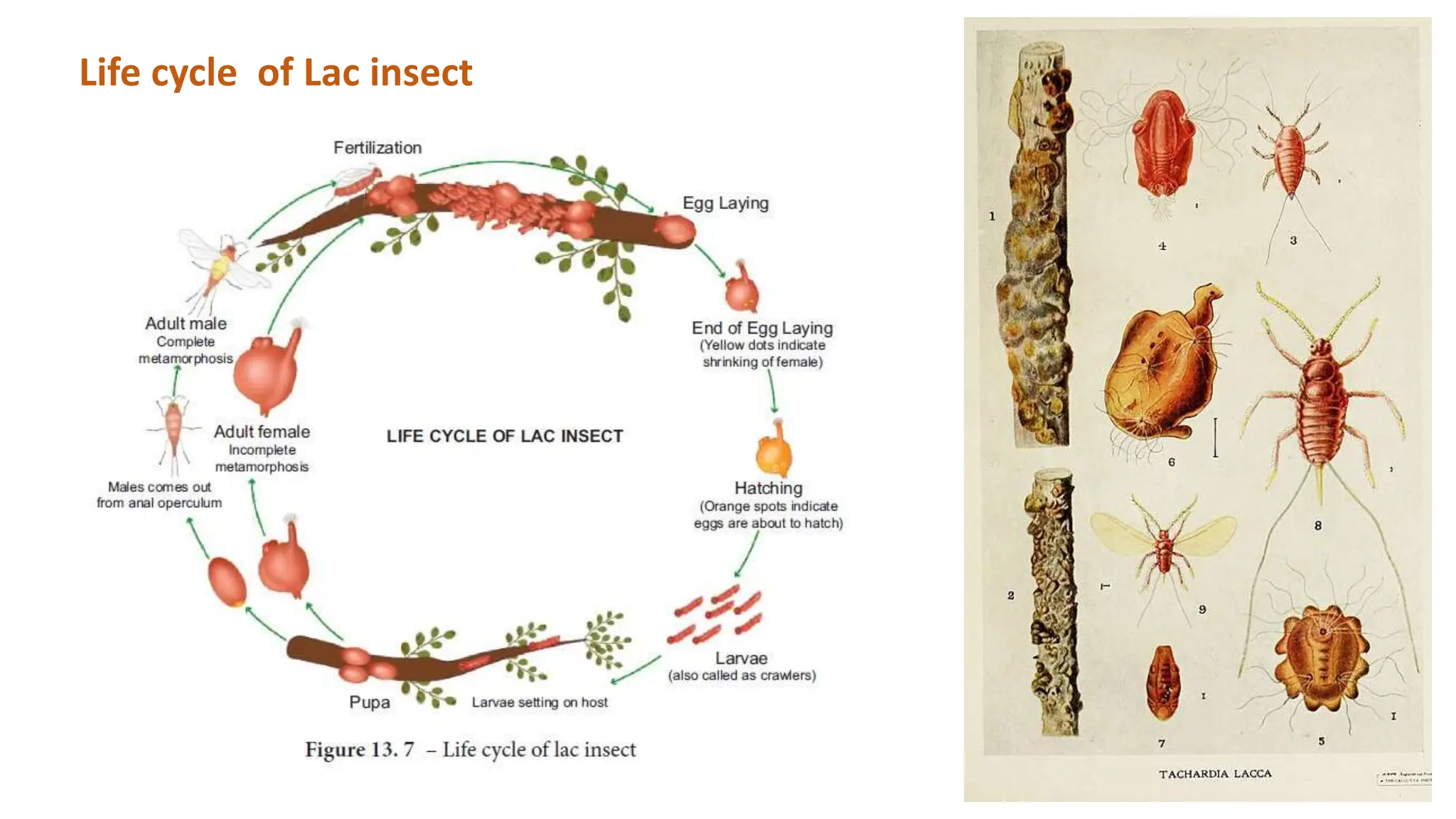 AEN 202 - LAC CULTURE.pptx