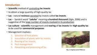 AEN 202 - LAC CULTURE.pptx