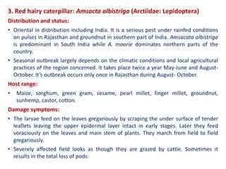 Entomology| pest of oil seeds|biology and management | PDF
